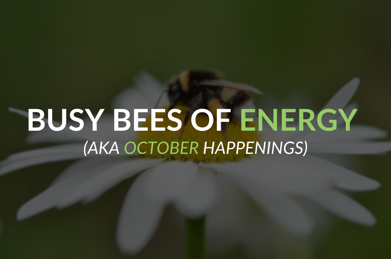 Busy Bees of Energy - Donnelly Energy